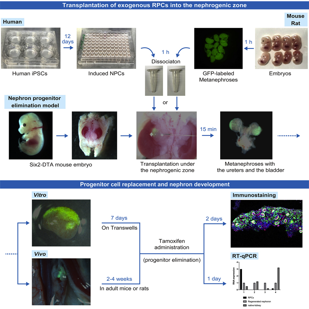 Cell Press: STAR Protocols