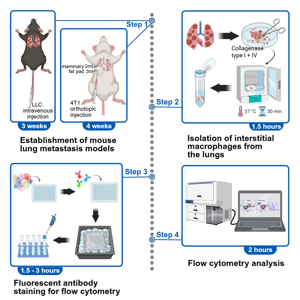 Cell Press: STAR Protocols
