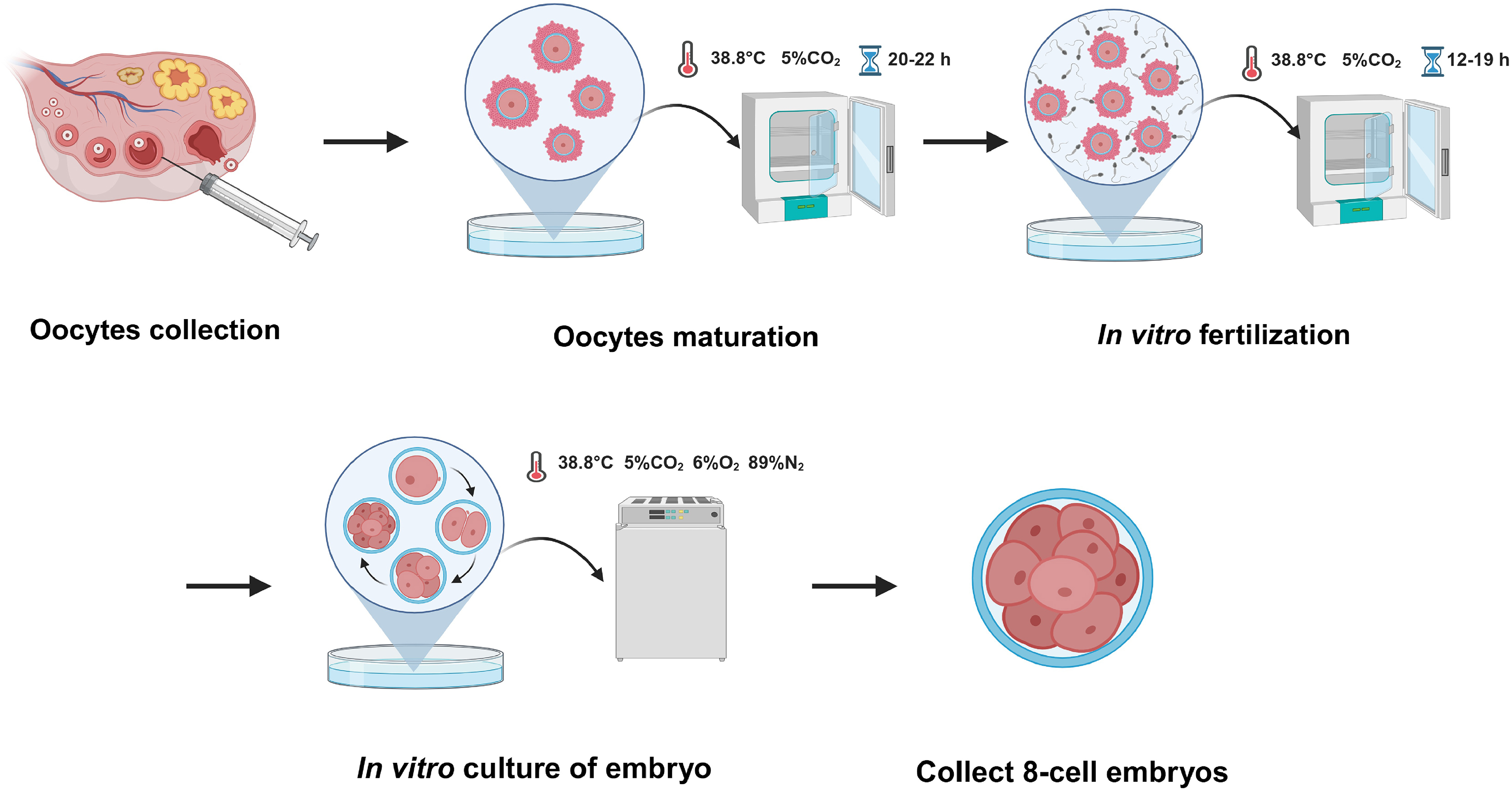 Cell Press: STAR Protocols