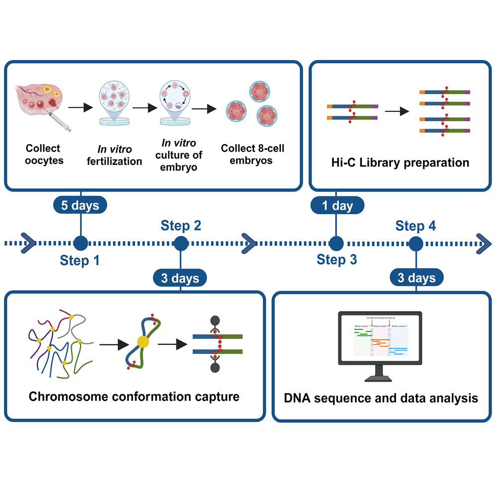 Cell Press: STAR Protocols