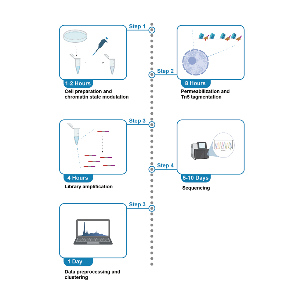 Cell Press: STAR Protocols