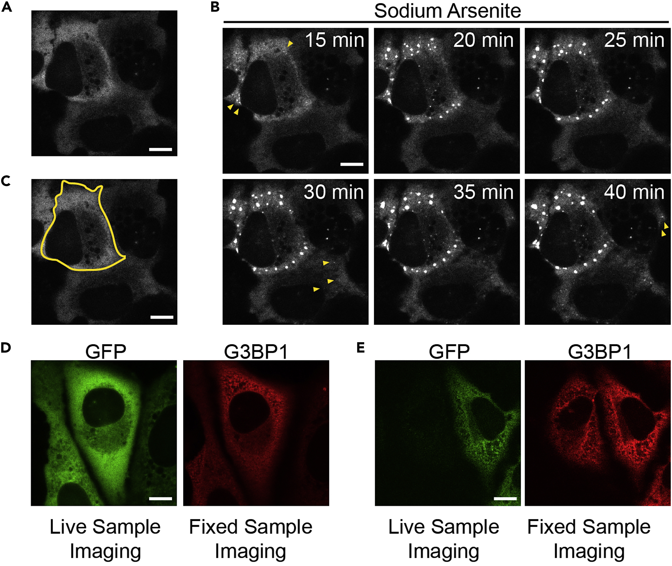Cell Press: STAR Protocols
