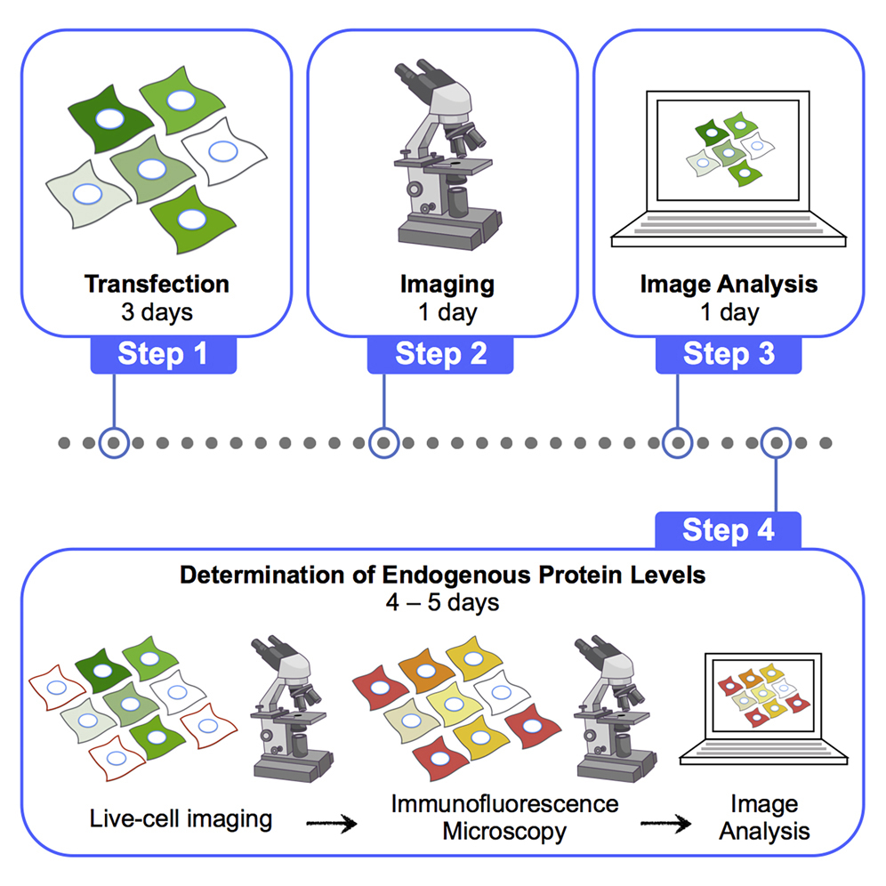 Cell Press: STAR Protocols