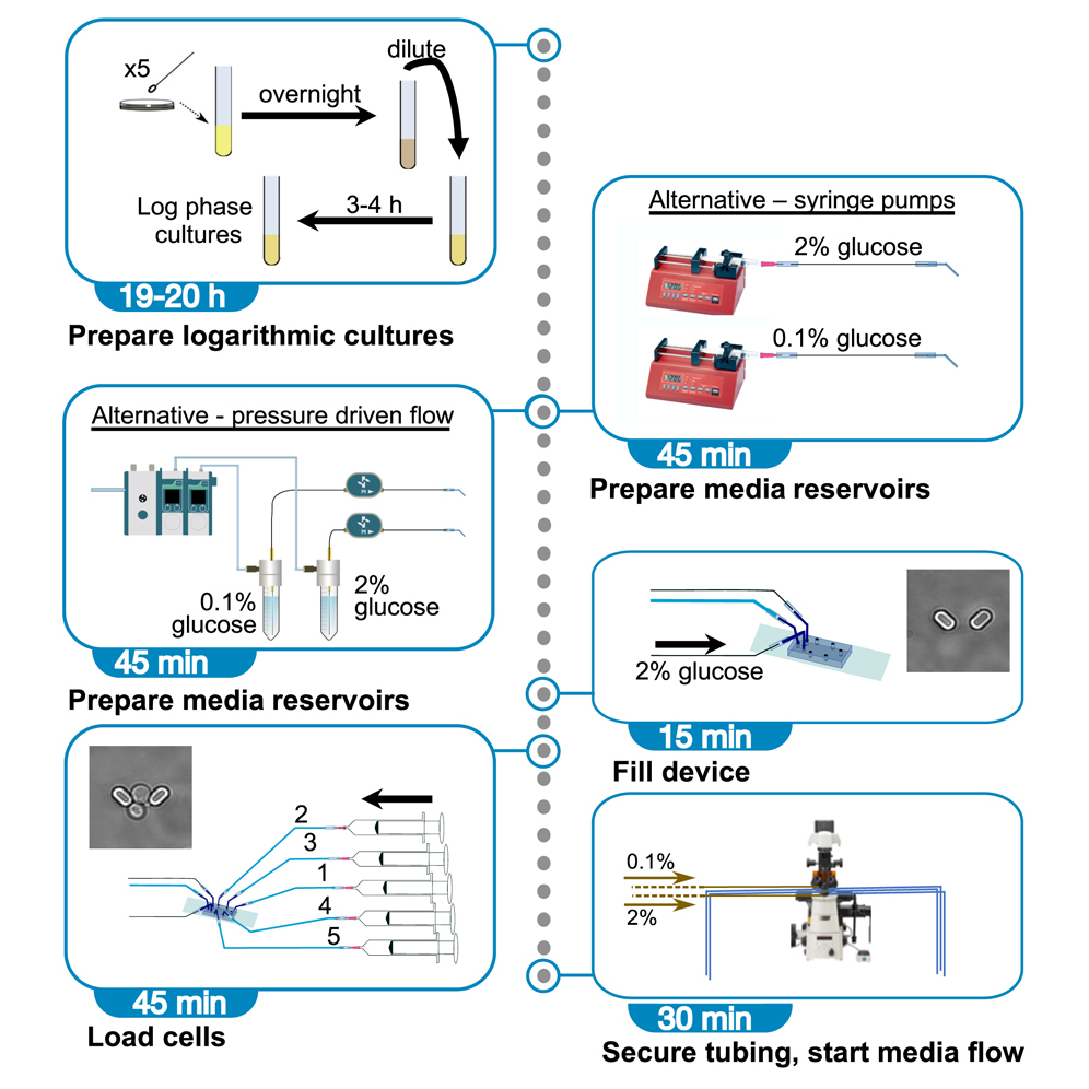 Cell Press: STAR Protocols