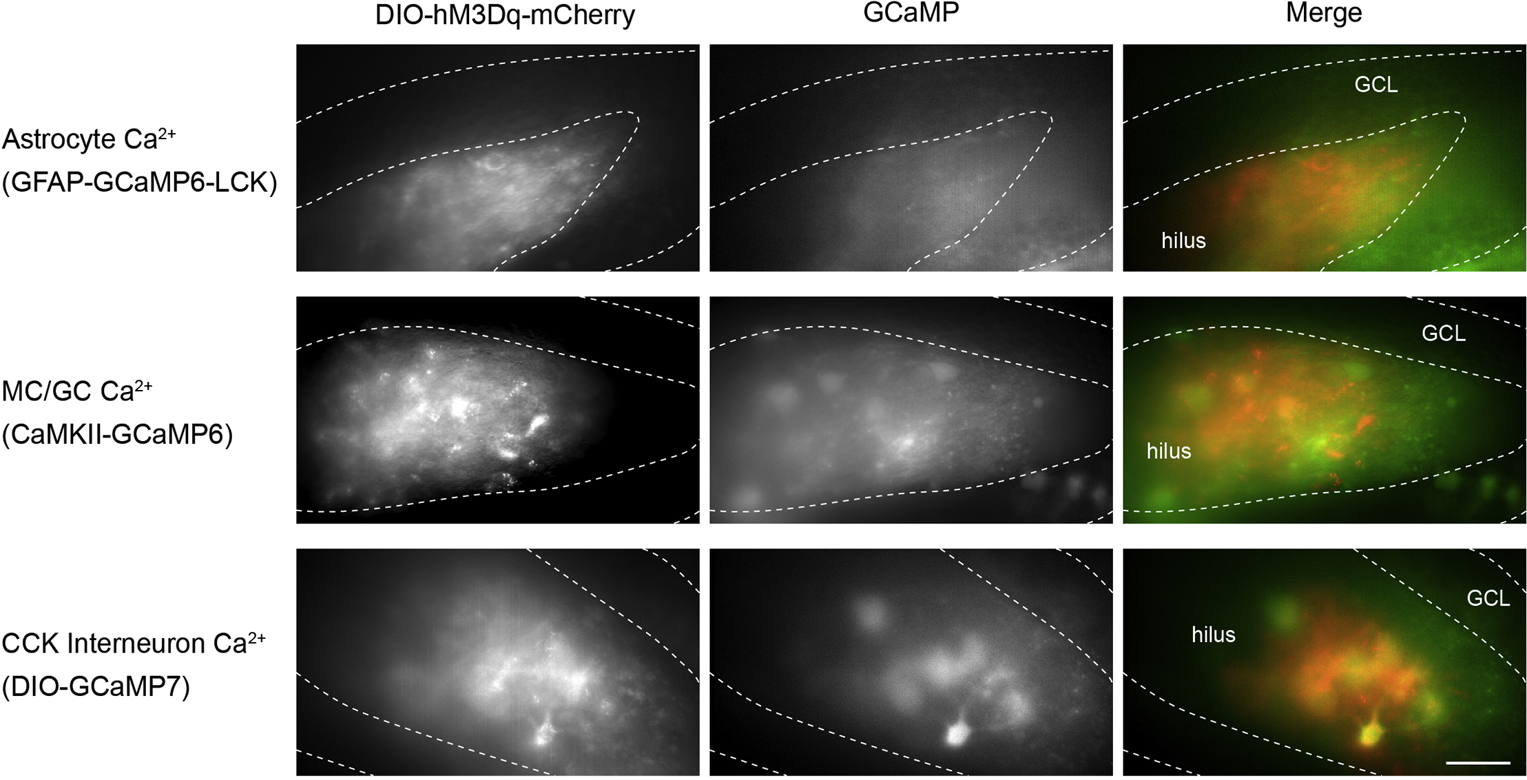 Cell Press: STAR Protocols