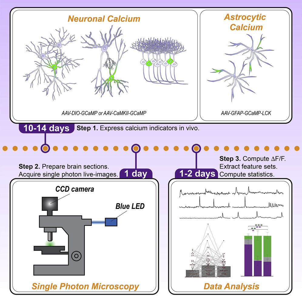 Cell Press: STAR Protocols