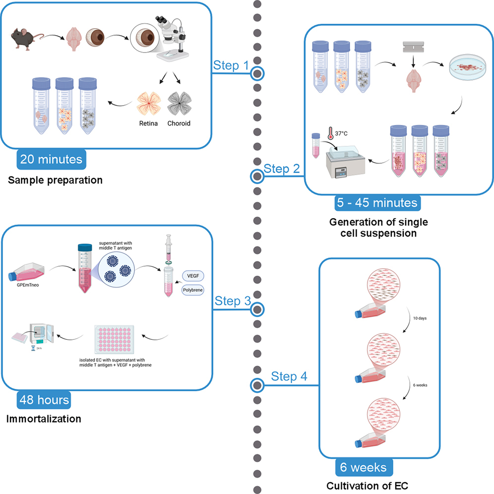 Cell Press: STAR Protocols