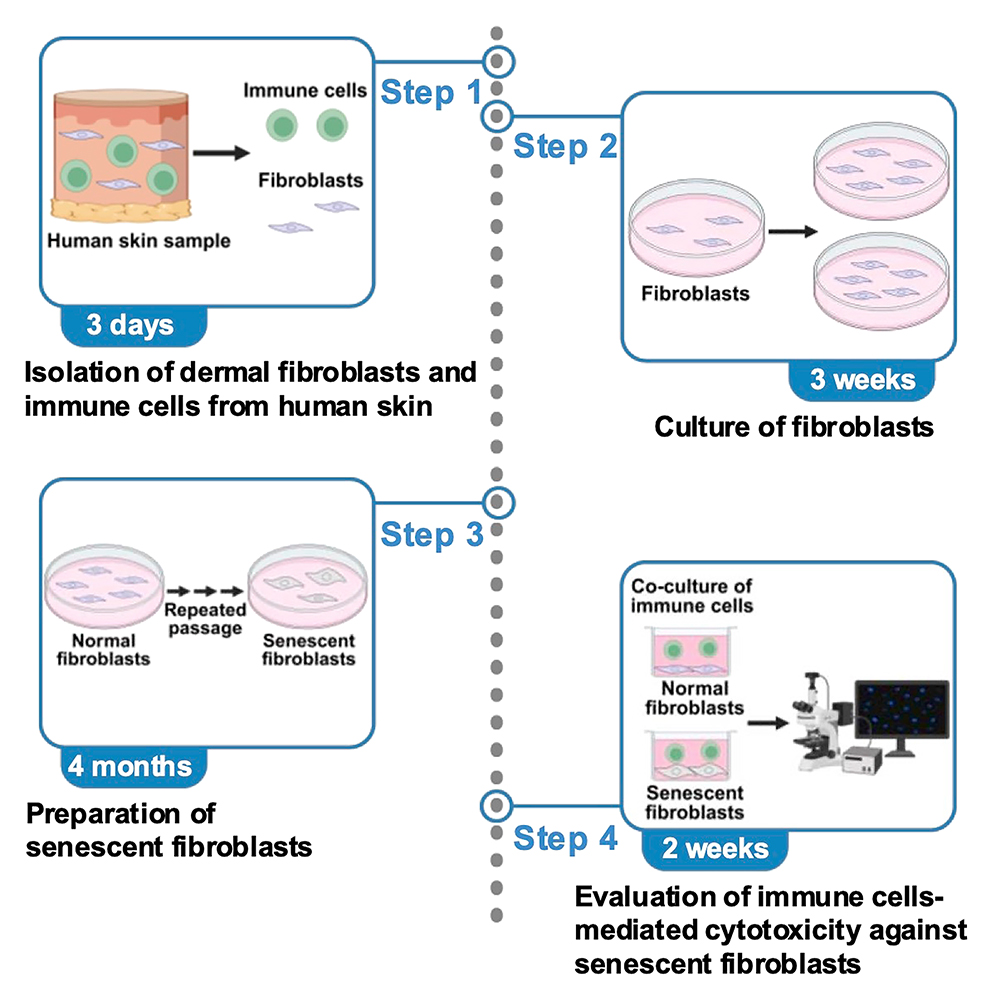 Cell Press: STAR Protocols