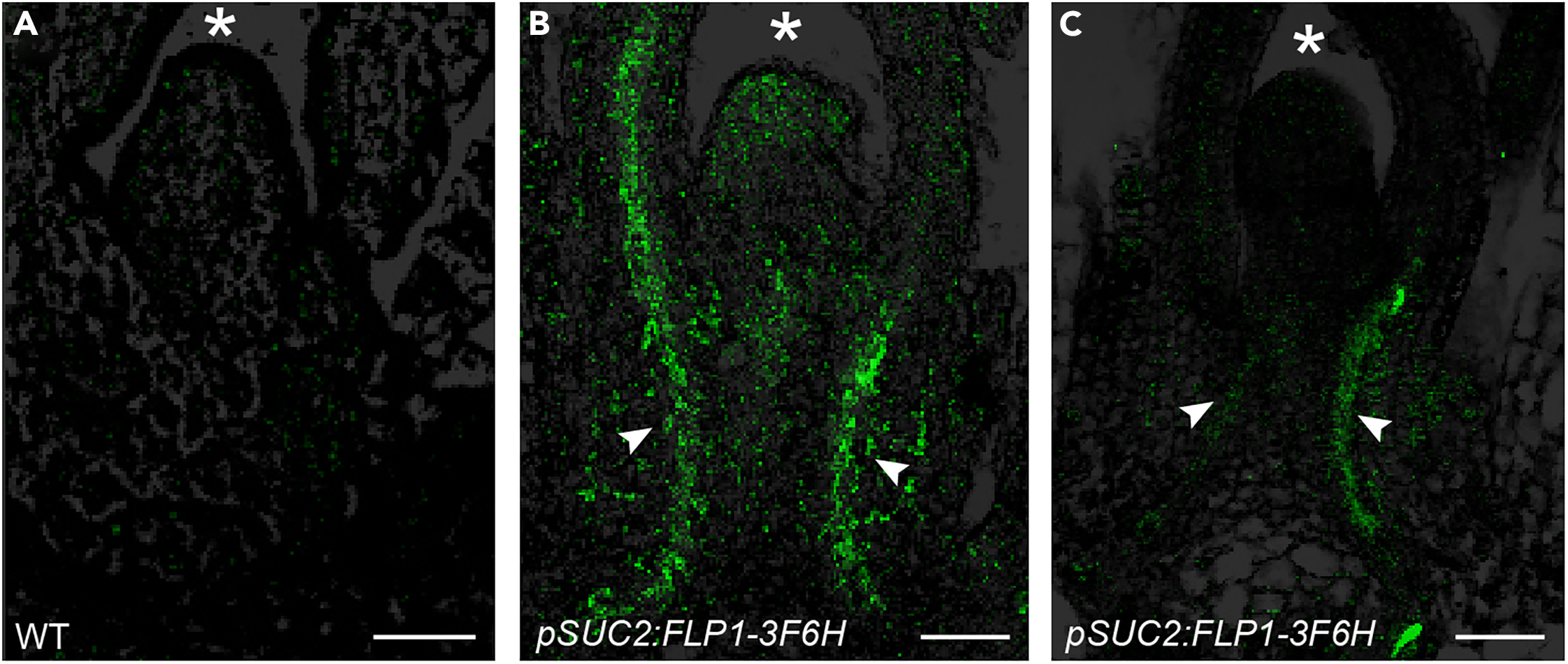 Cell Press: STAR Protocols