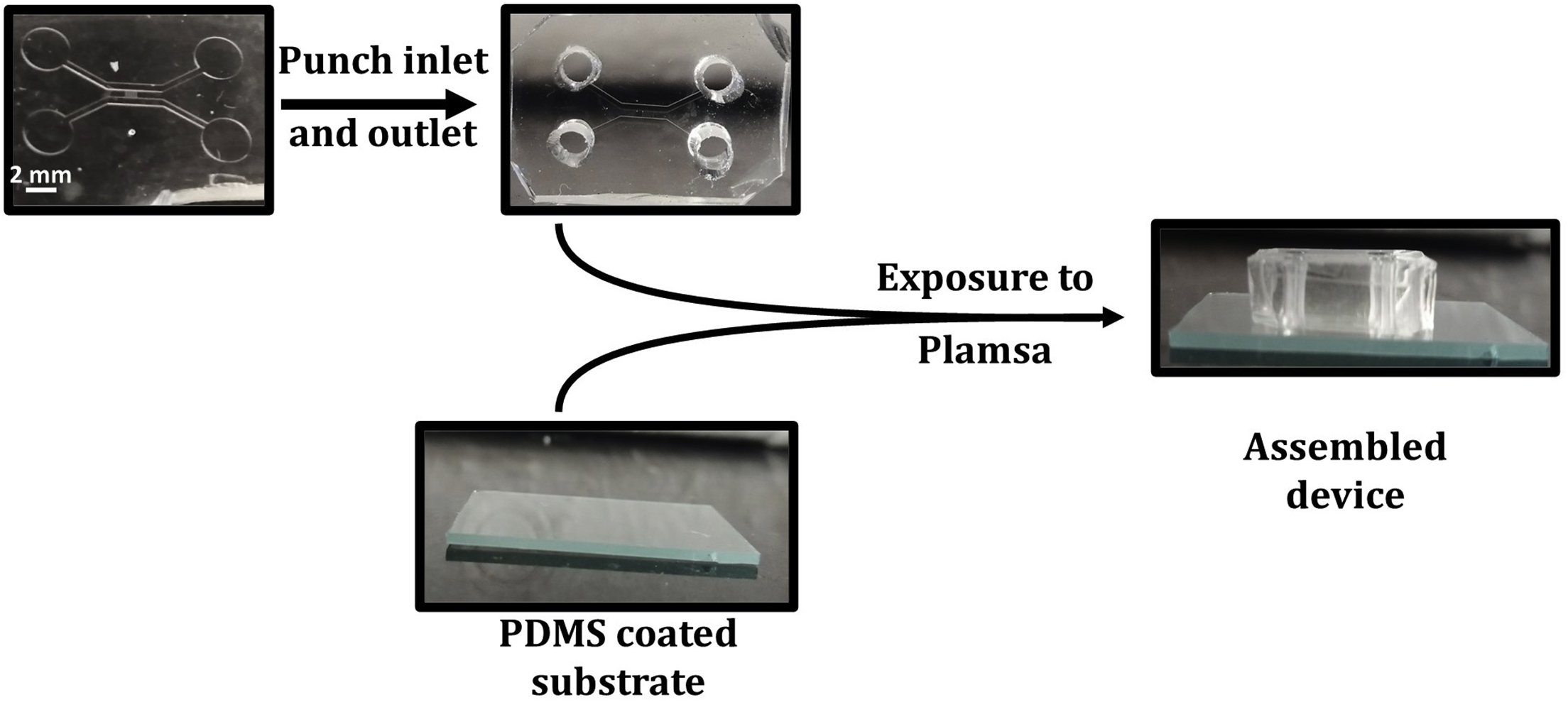 Cell Press: STAR Protocols