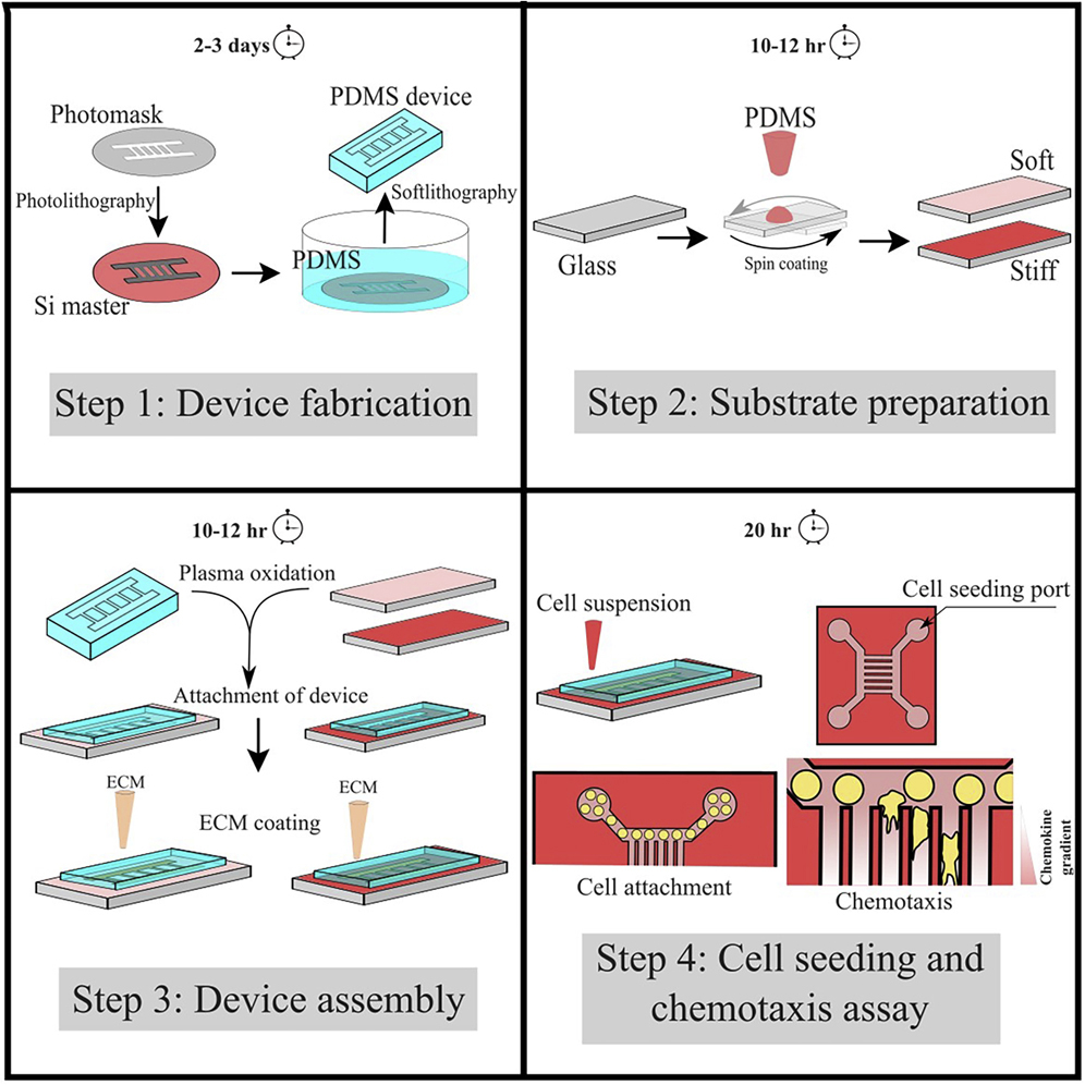 Cell Press: STAR Protocols