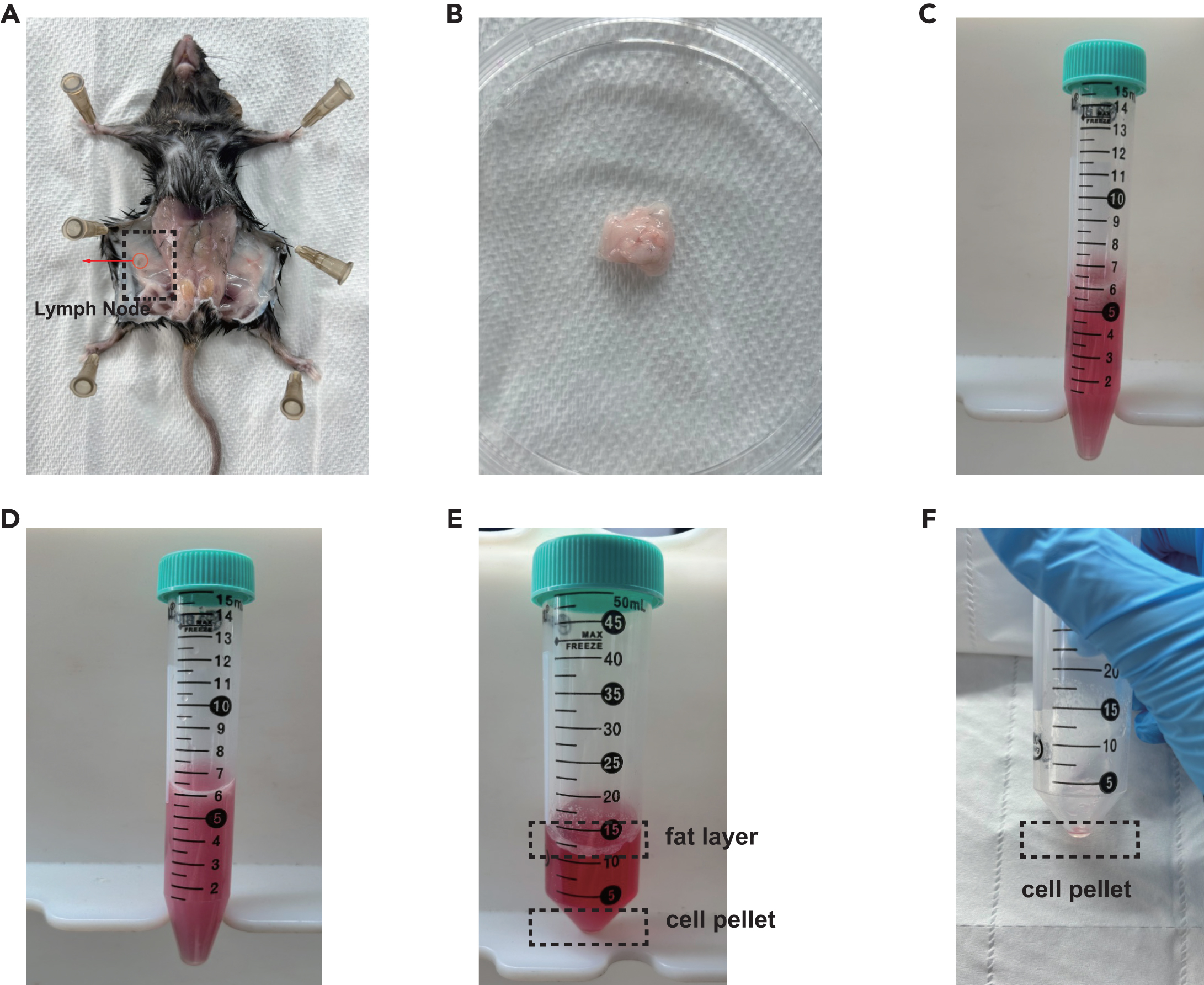 Cell Press: STAR Protocols