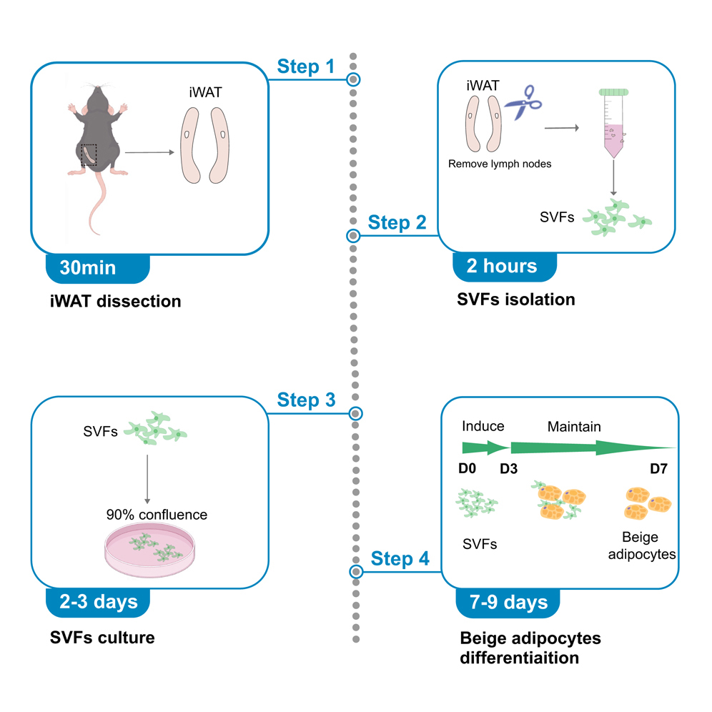 Cell Press: STAR Protocols