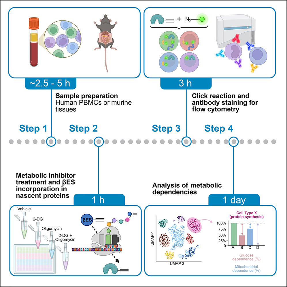 Cell Press: STAR Protocols