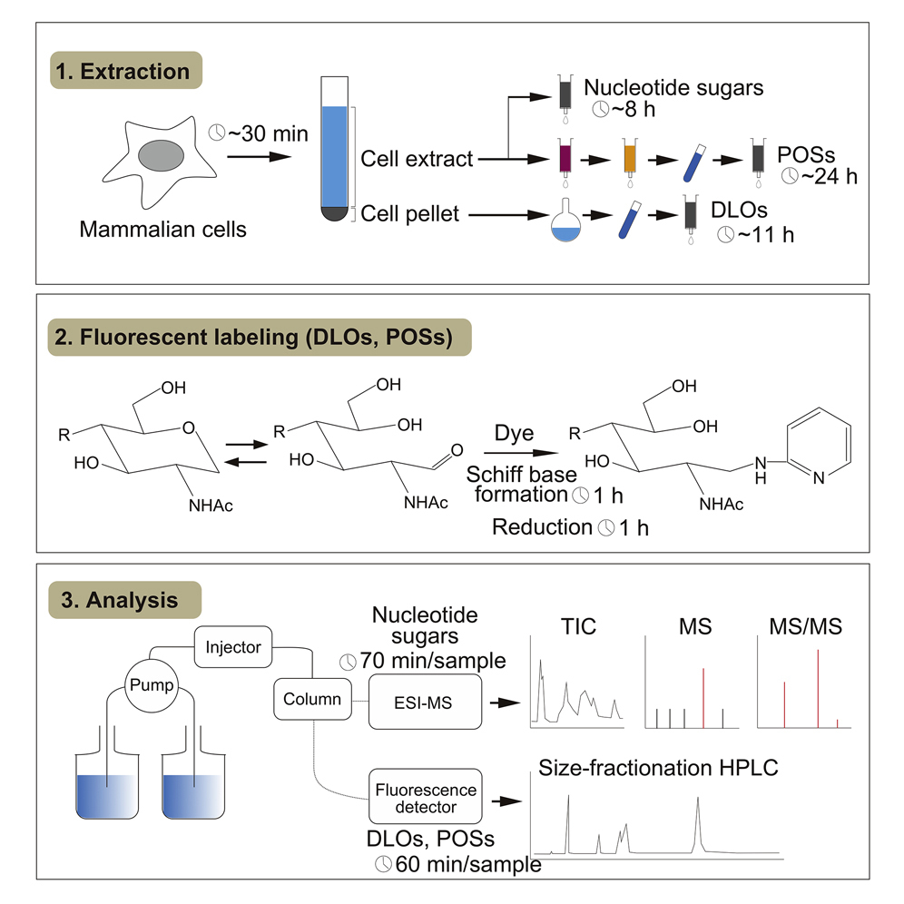 Cell Press: STAR Protocols