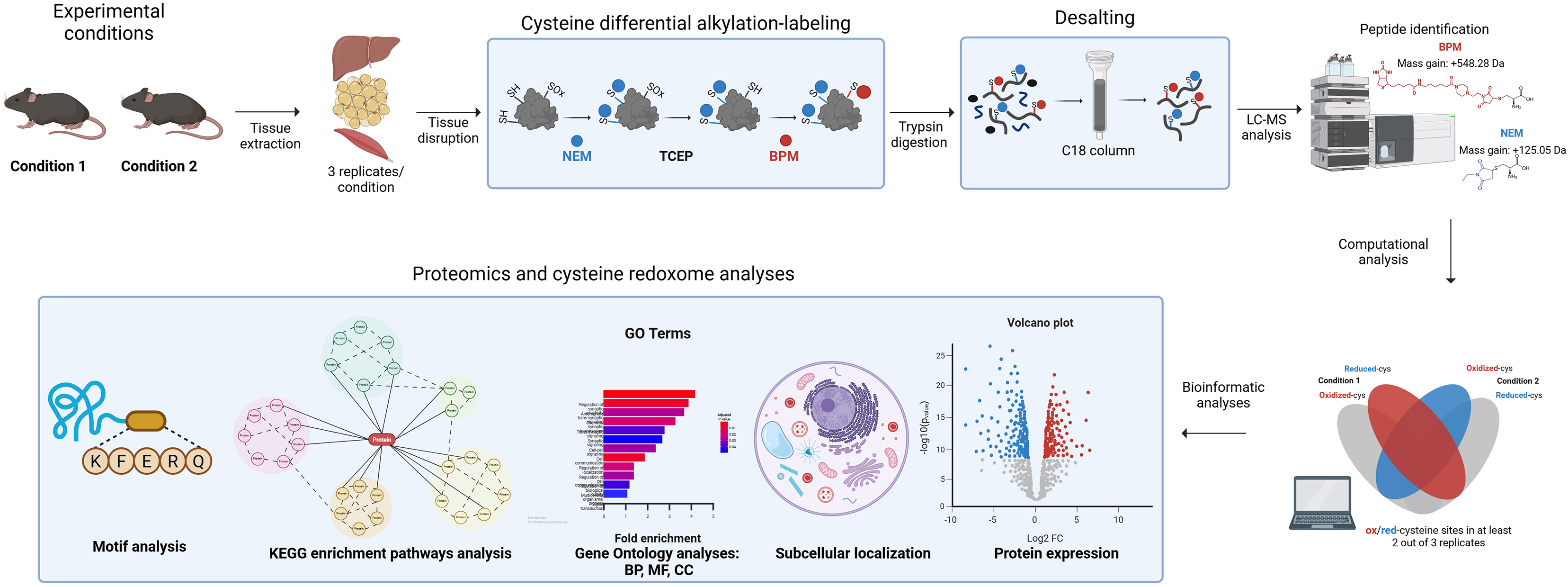 Cell Press: STAR Protocols