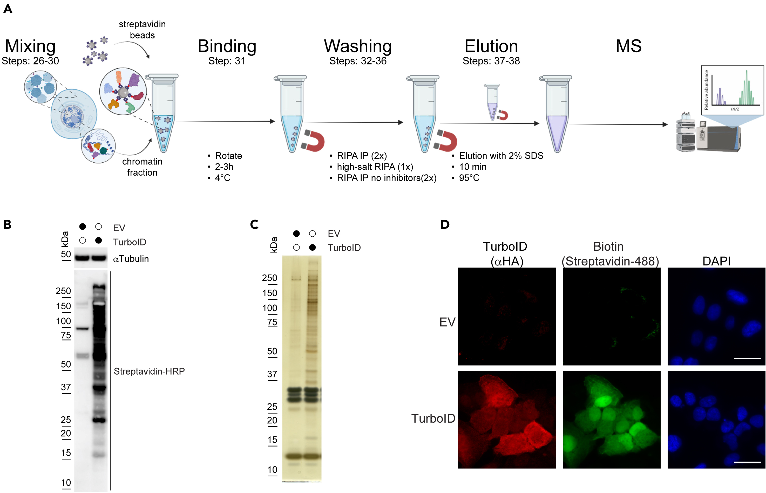 Cell Press: STAR Protocols