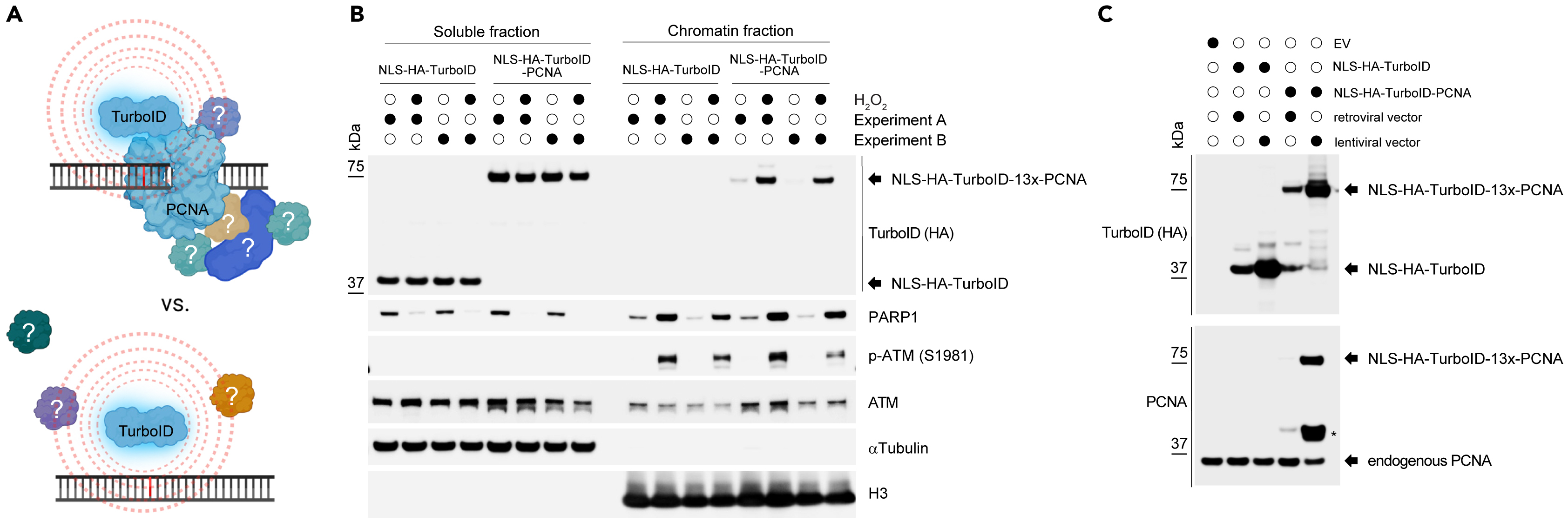 Cell Press: STAR Protocols