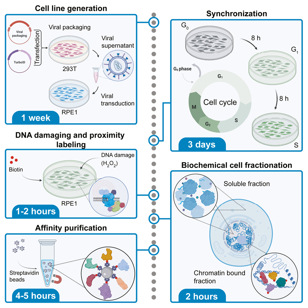 Cell Press: STAR Protocols