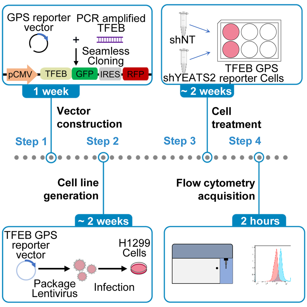 Cell Press: STAR Protocols