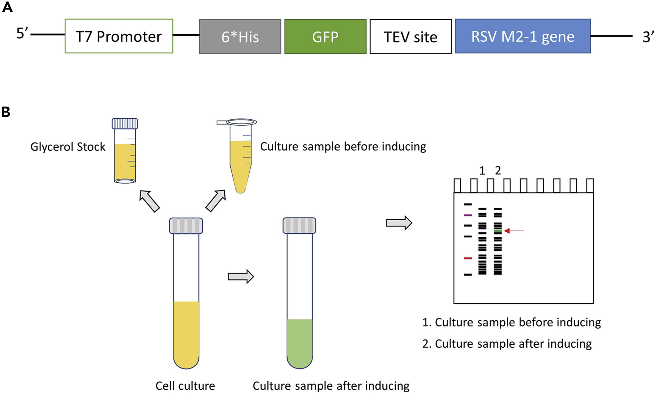 Cell Press: STAR Protocols