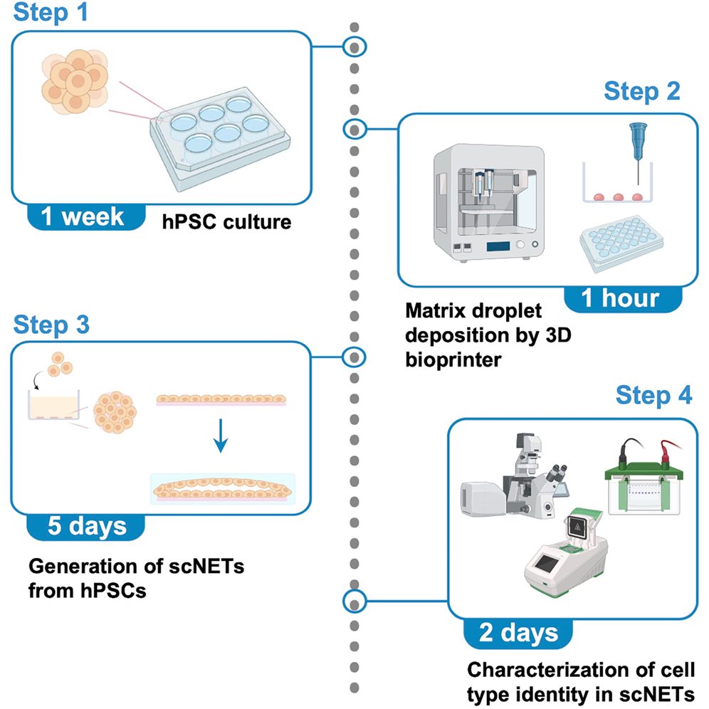 Cell Press: STAR Protocols