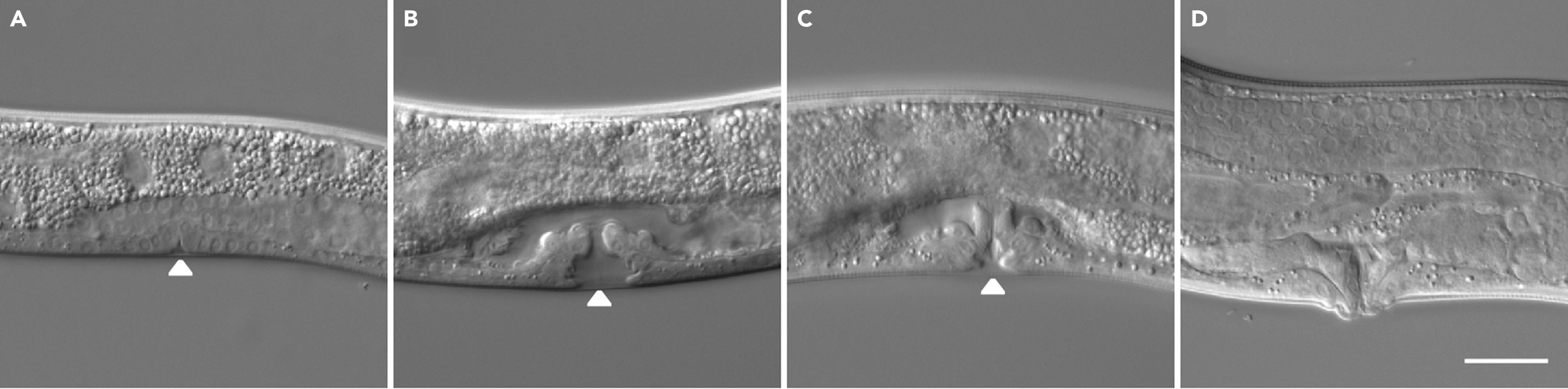 Cell Press: STAR Protocols