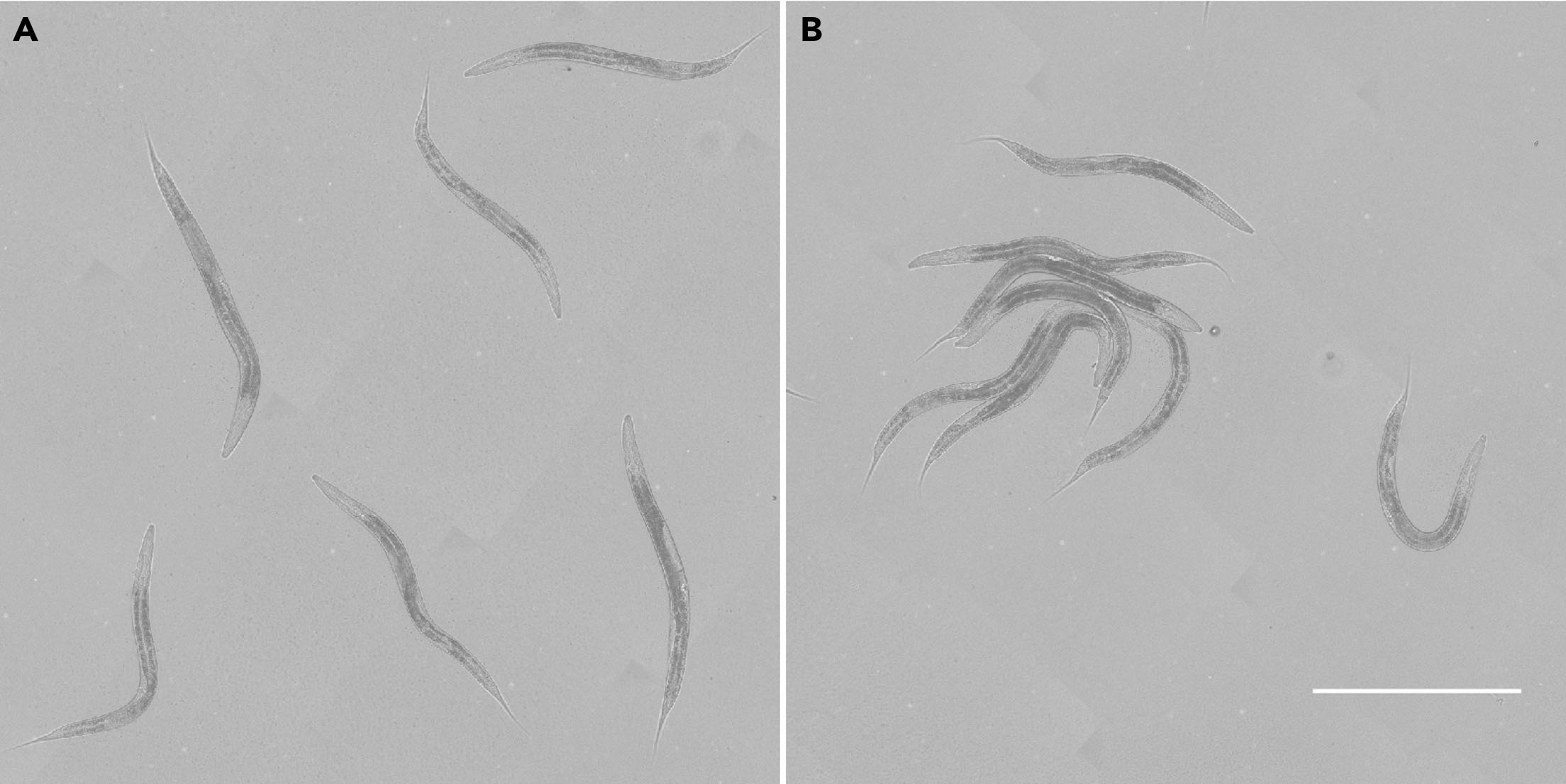 Cell Press: STAR Protocols