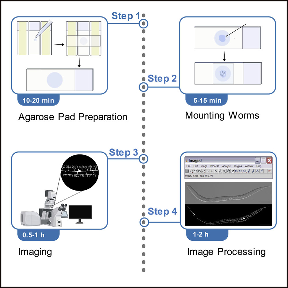 Cell Press: STAR Protocols