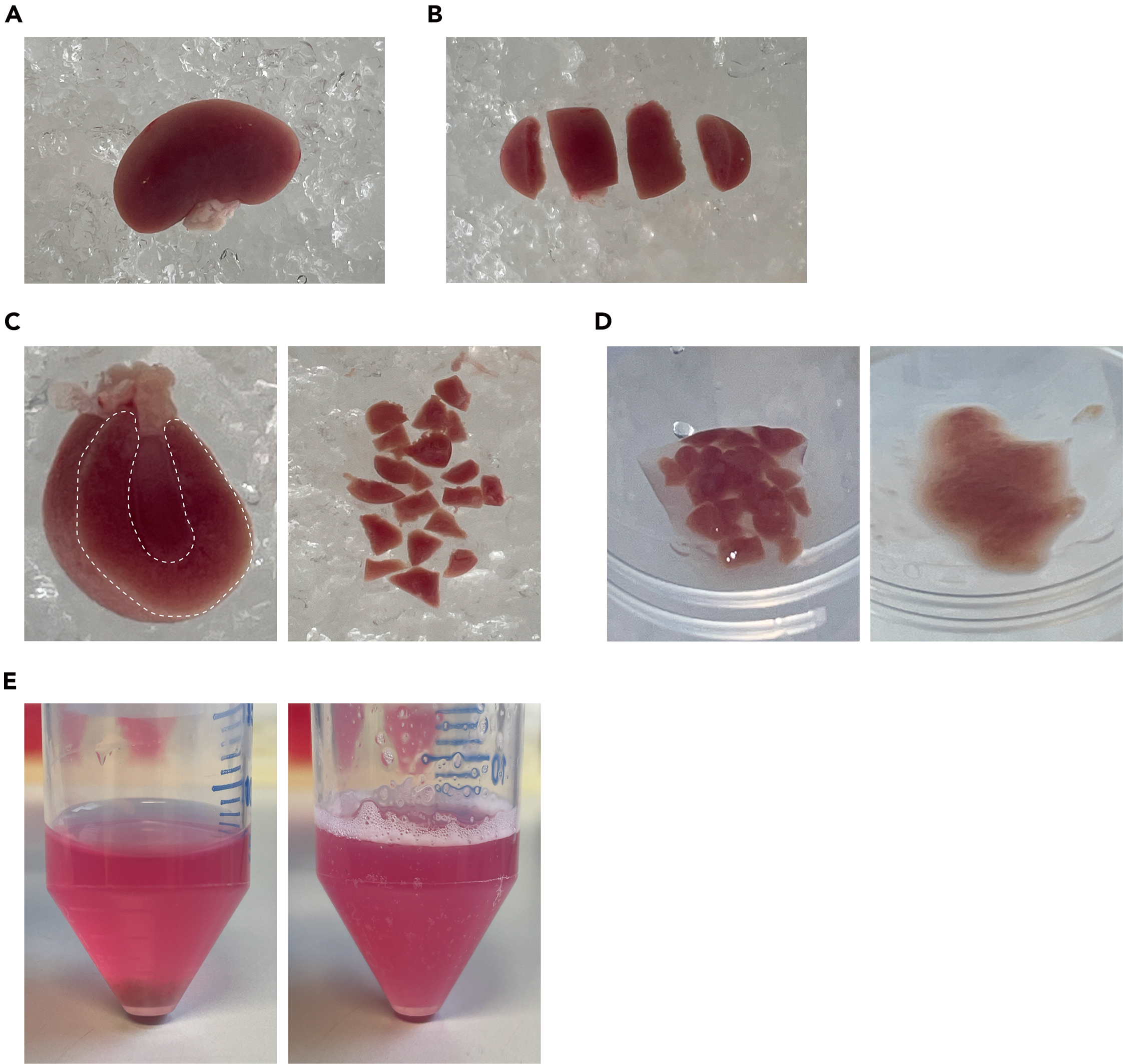 Cell Press: STAR Protocols