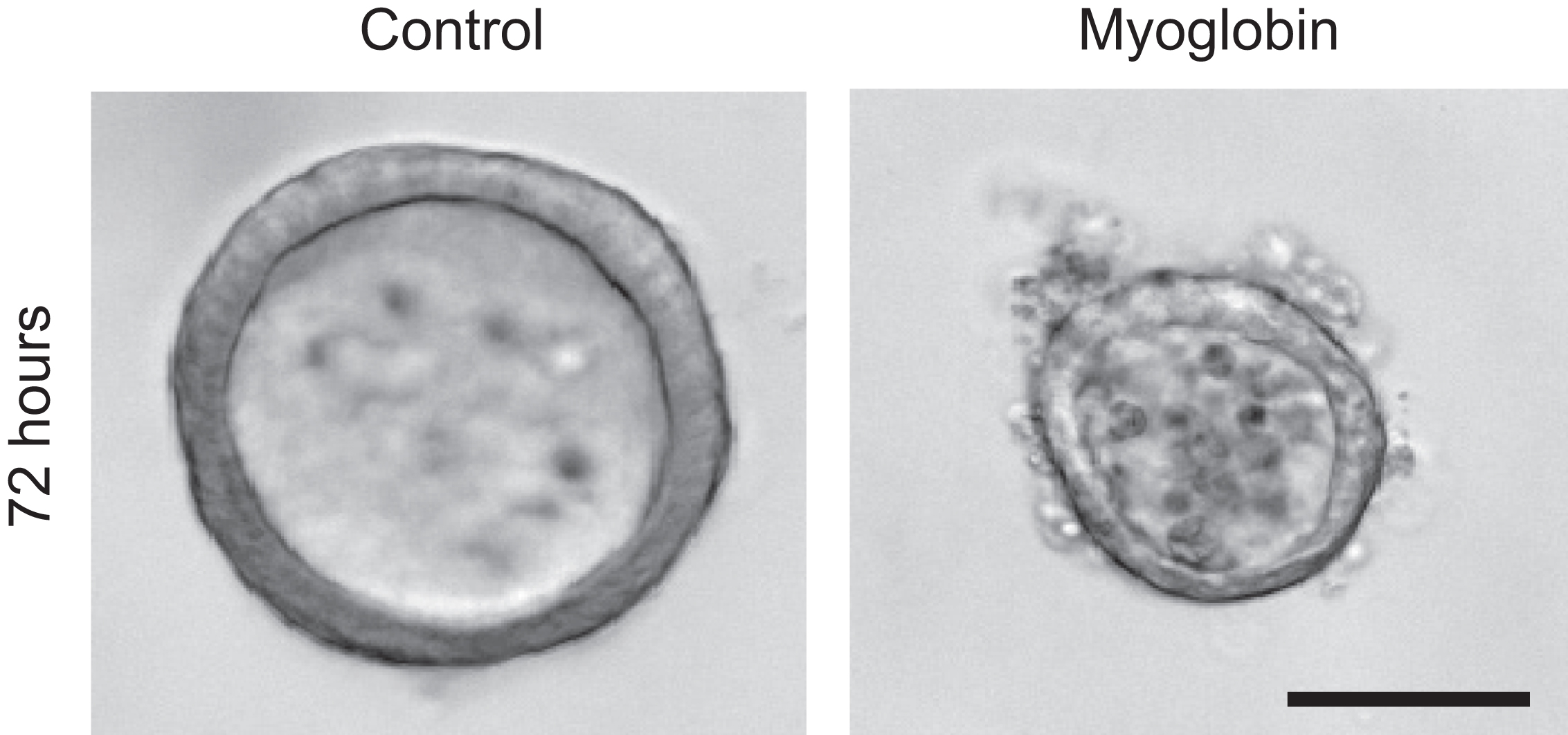 Cell Press: STAR Protocols