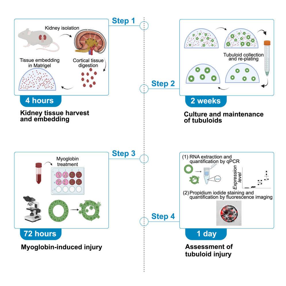 Cell Press: STAR Protocols