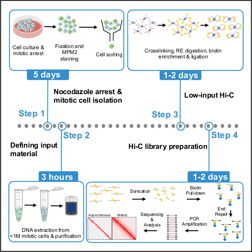 Cell Press: STAR Protocols