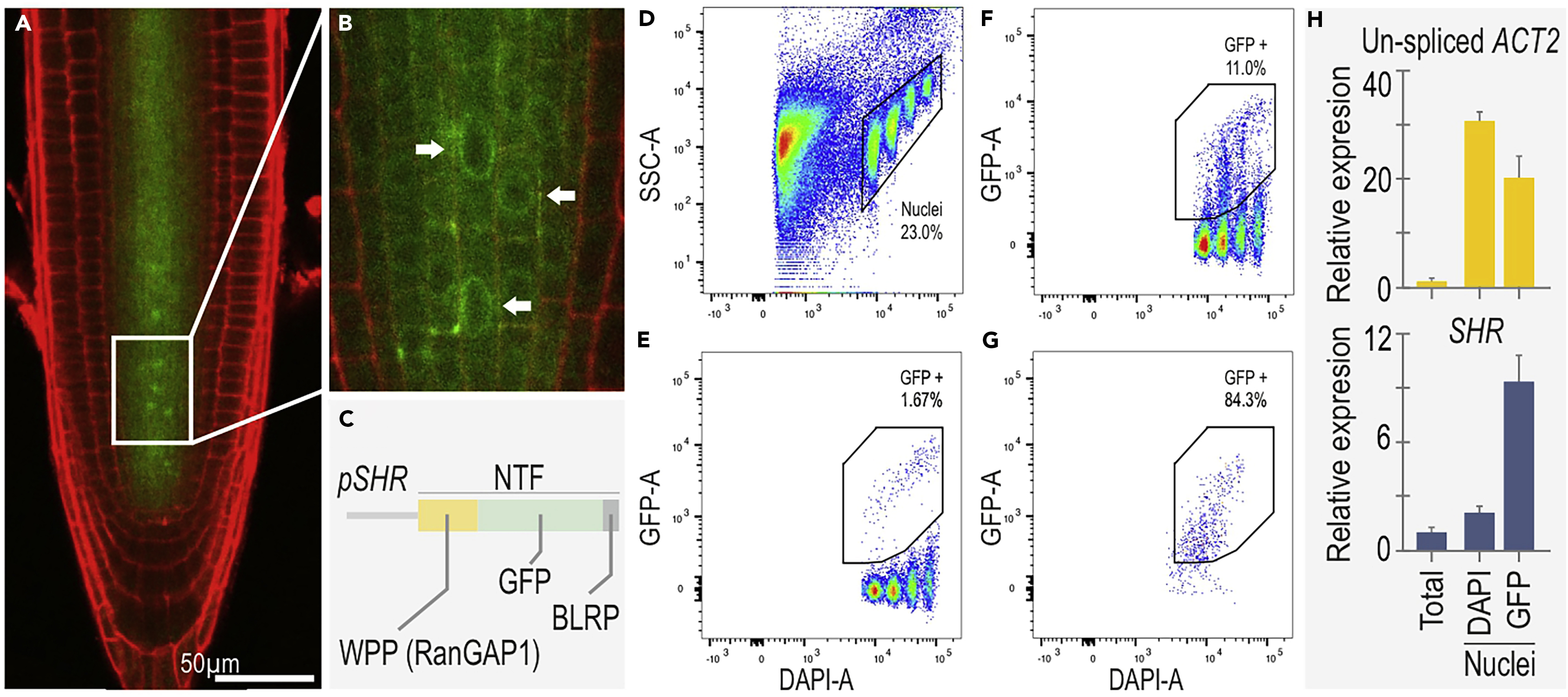 Cell Press: STAR Protocols