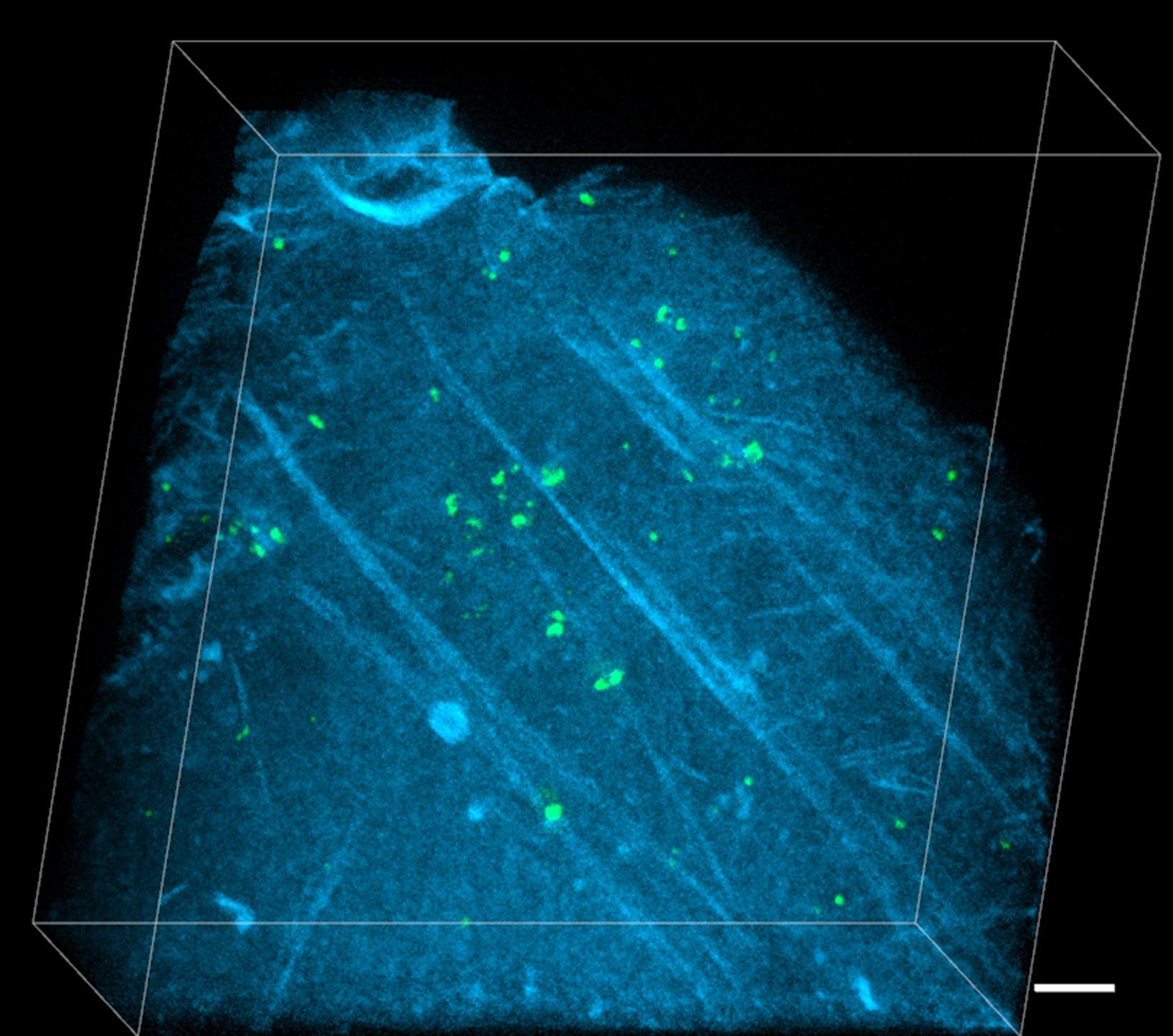 Cell Press: STAR Protocols