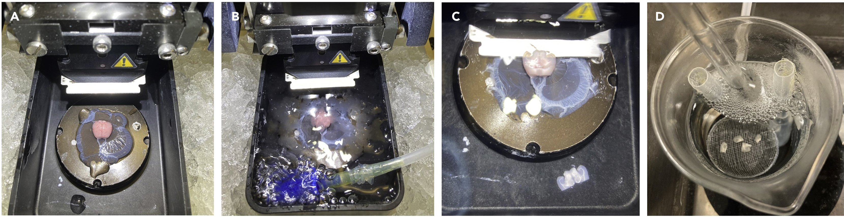 Cell Press: STAR Protocols