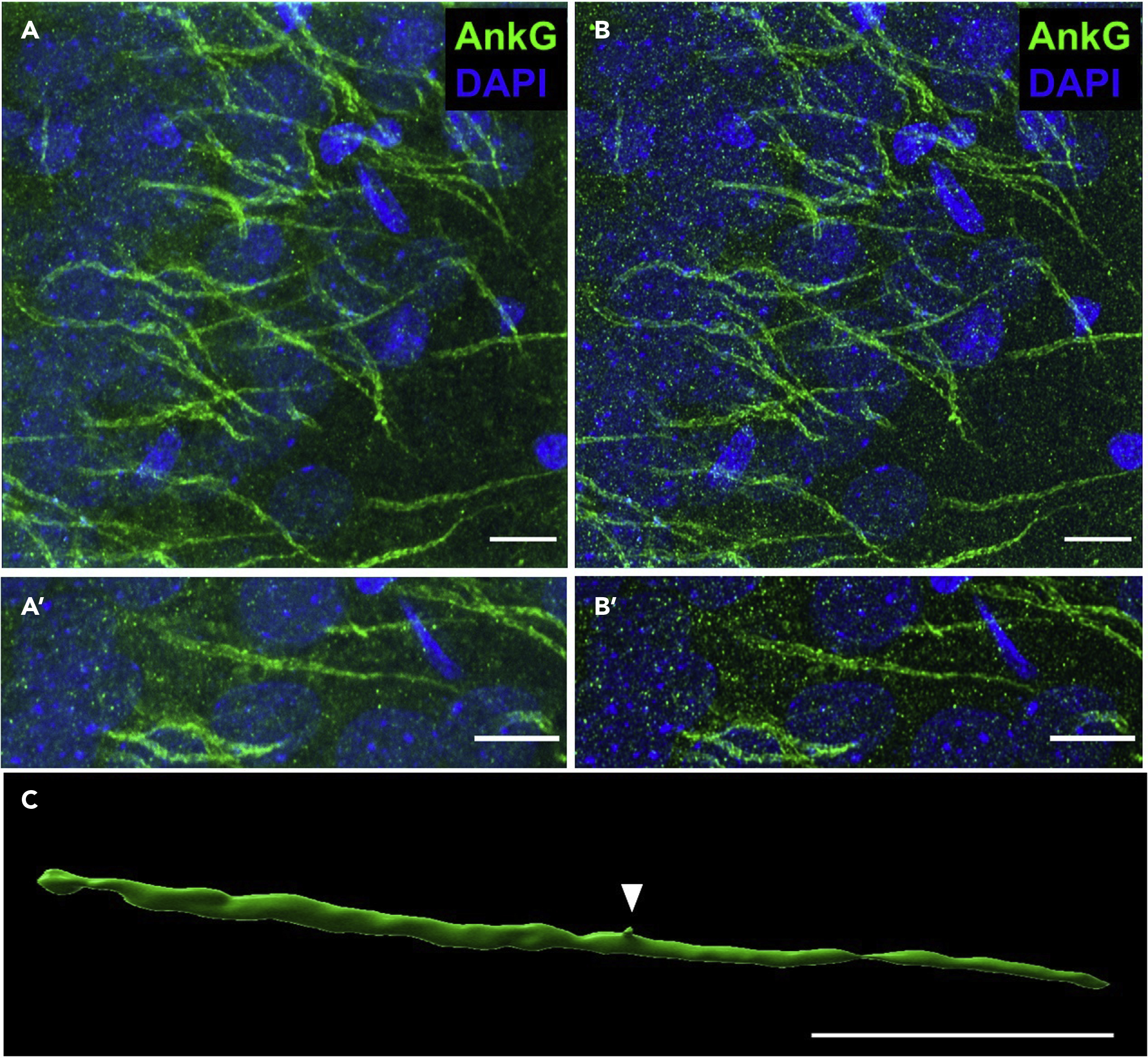 Cell Press: STAR Protocols