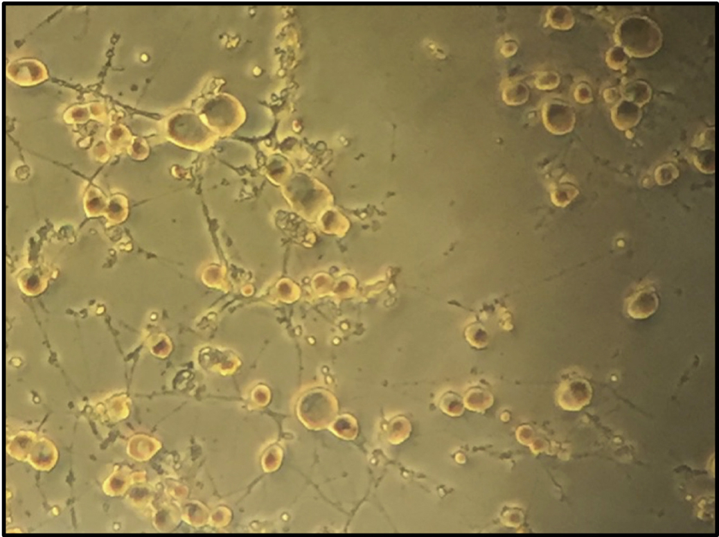 Cell Press: STAR Protocols