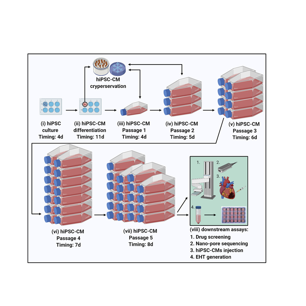 Cell Press: STAR Protocols