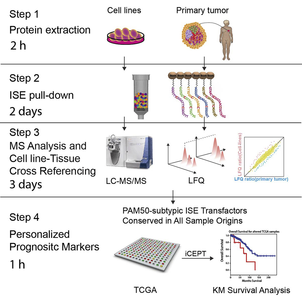 Cell Press: STAR Protocols