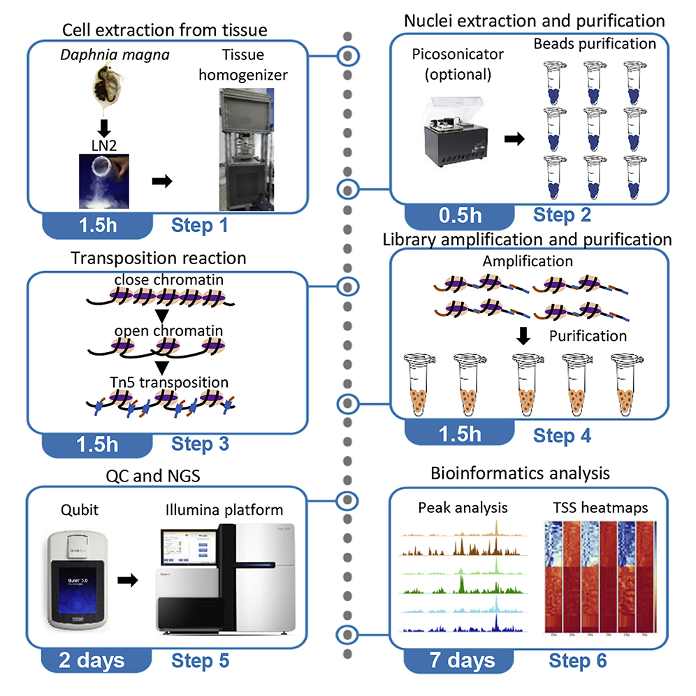 Cell Press: STAR Protocols