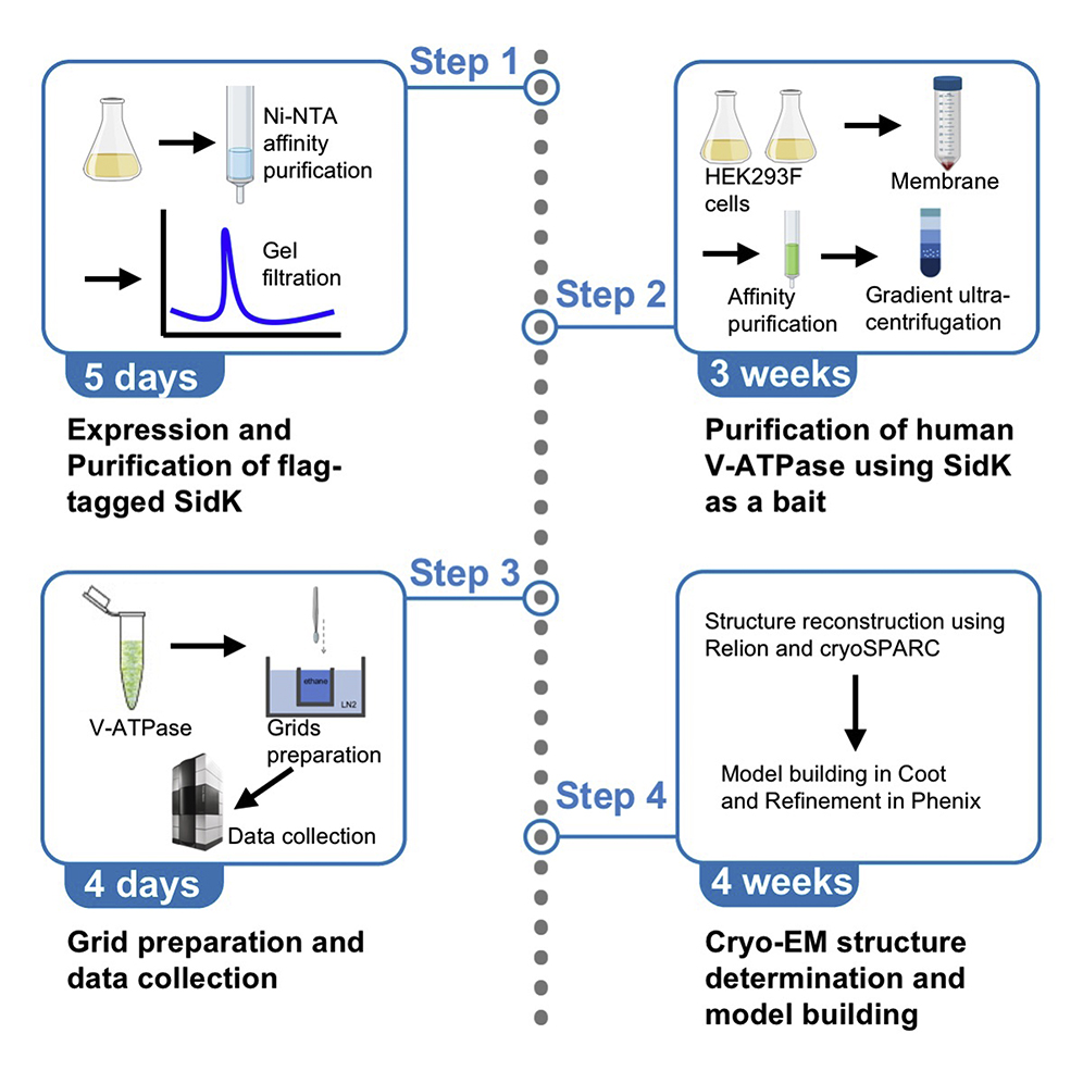 Cell Press: STAR Protocols