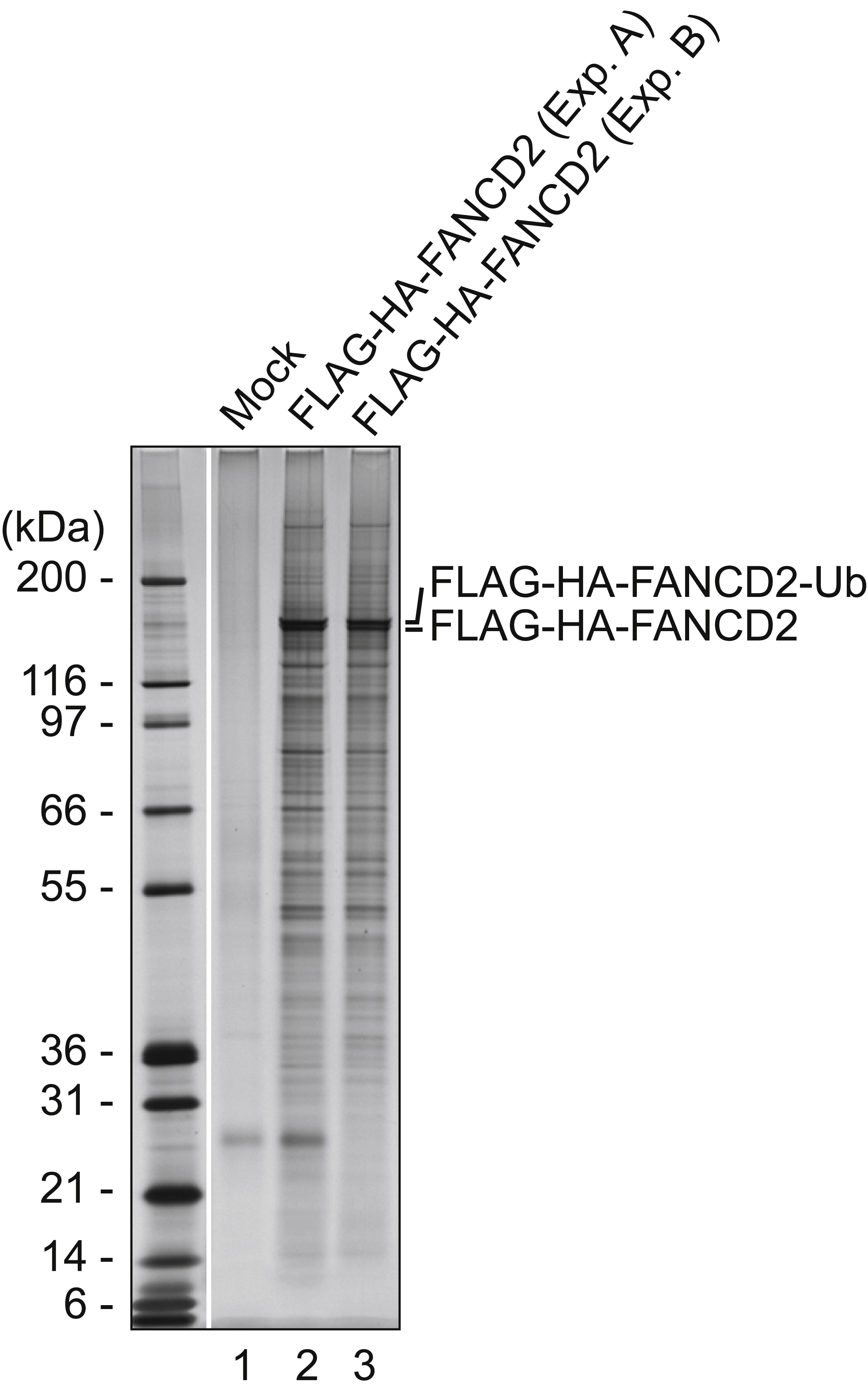 Cell Press: STAR Protocols