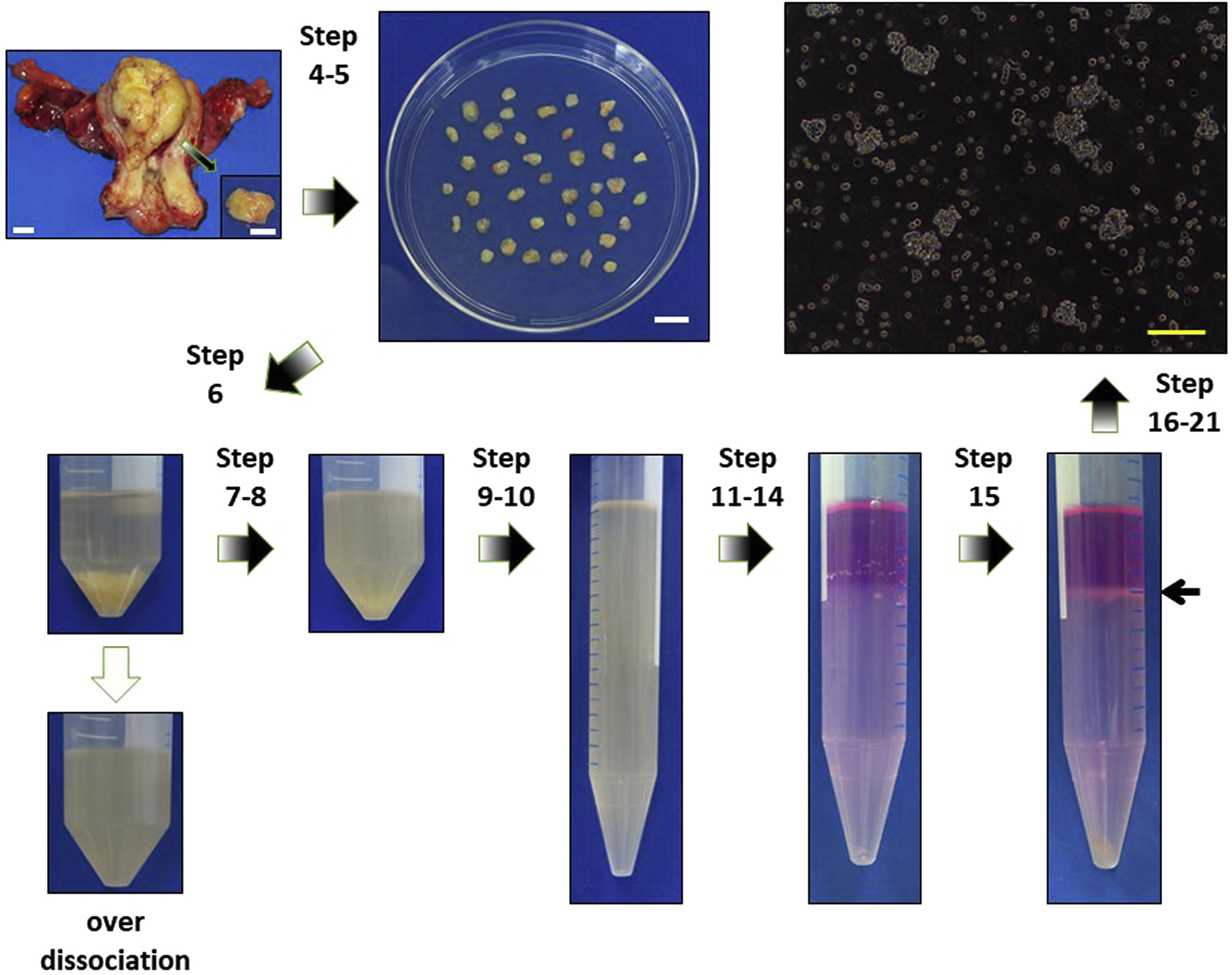 Cell Press: STAR Protocols