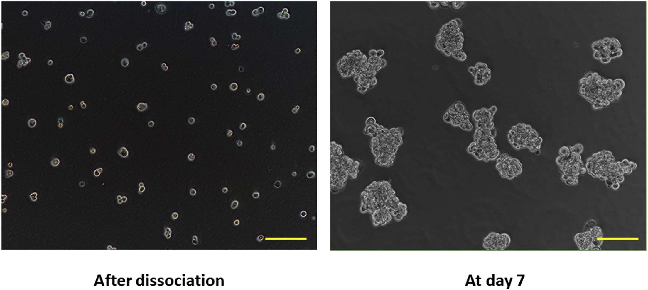 Cell Press: STAR Protocols