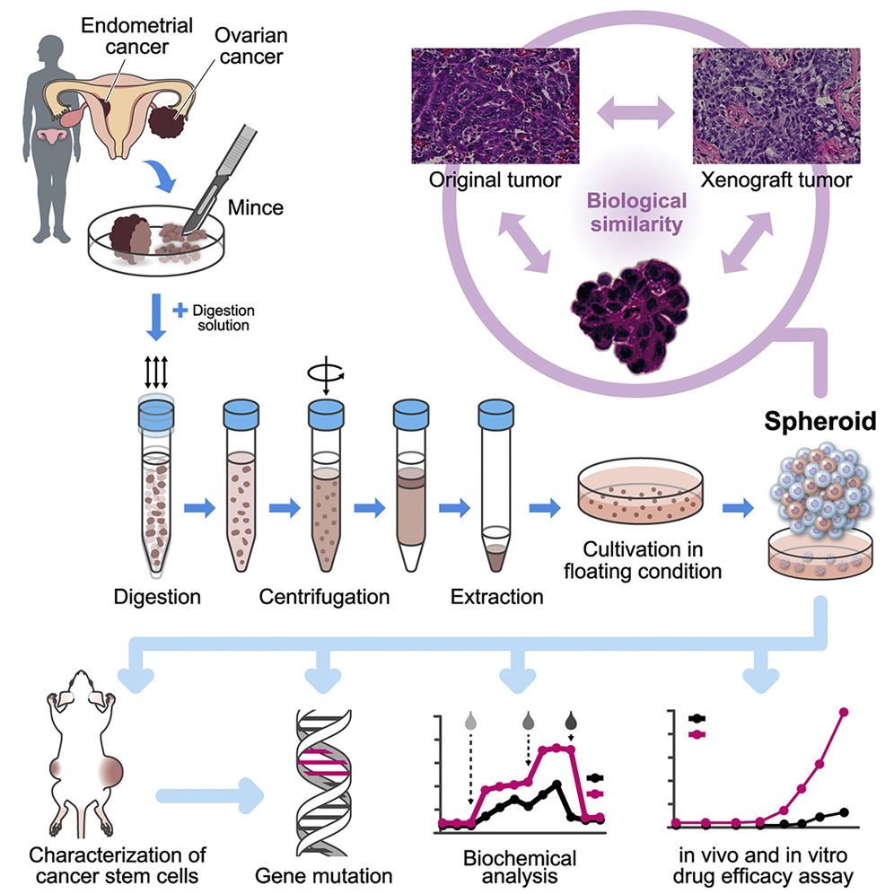 Cell Press: STAR Protocols
