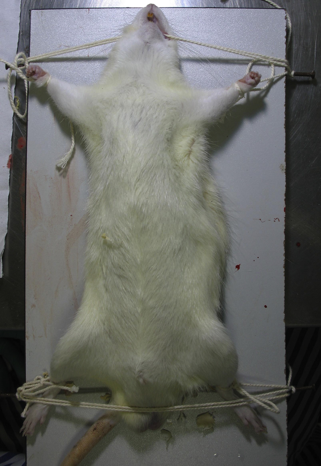 Cell Press: STAR Protocols