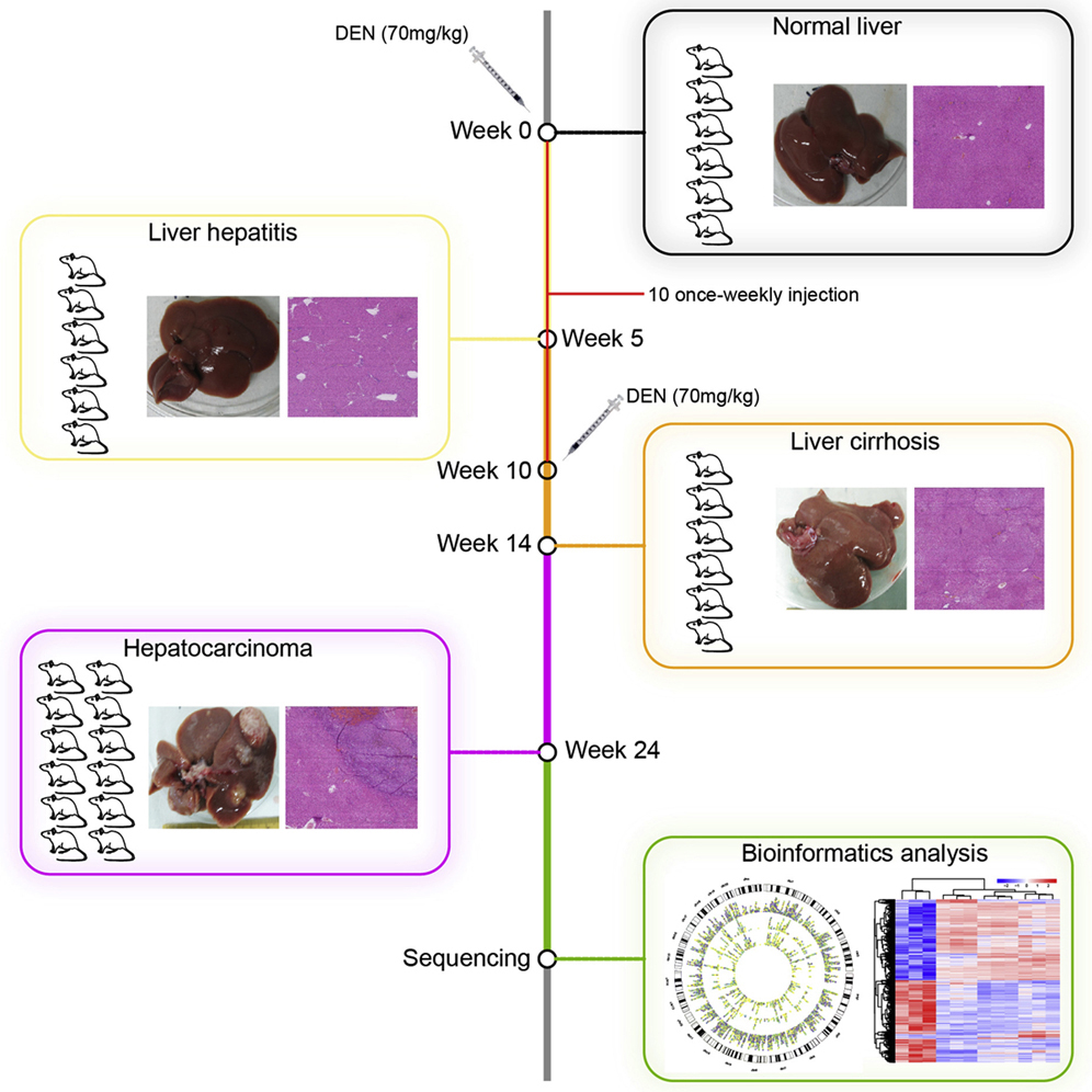Cell Press: STAR Protocols
