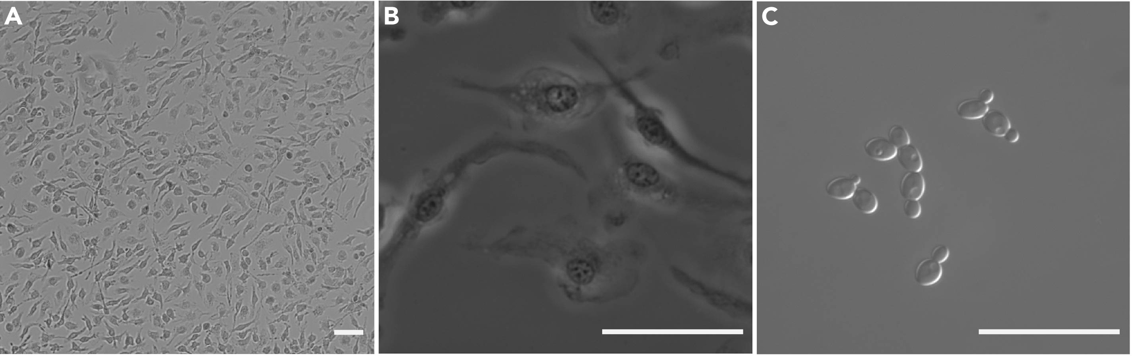 Cell Press: STAR Protocols