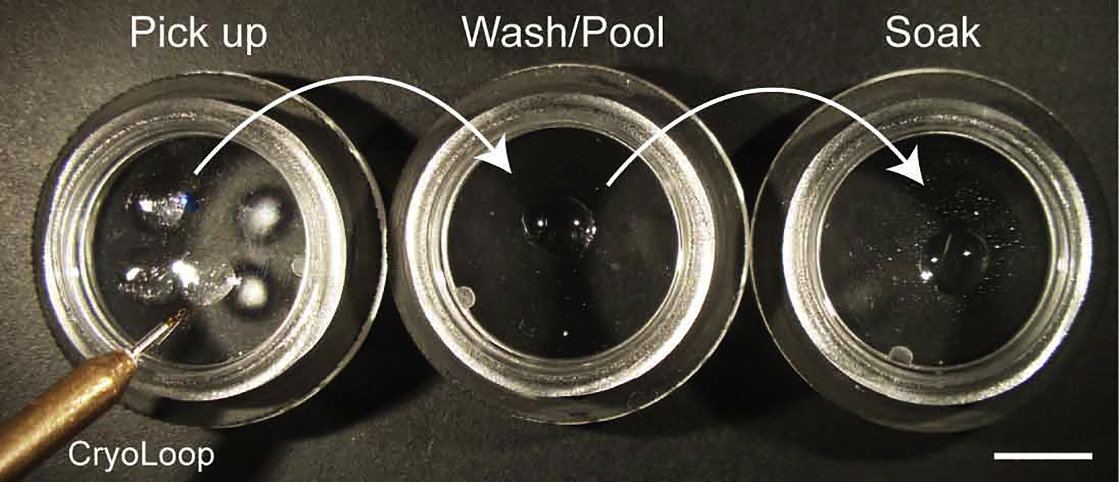 Cell Press: STAR Protocols